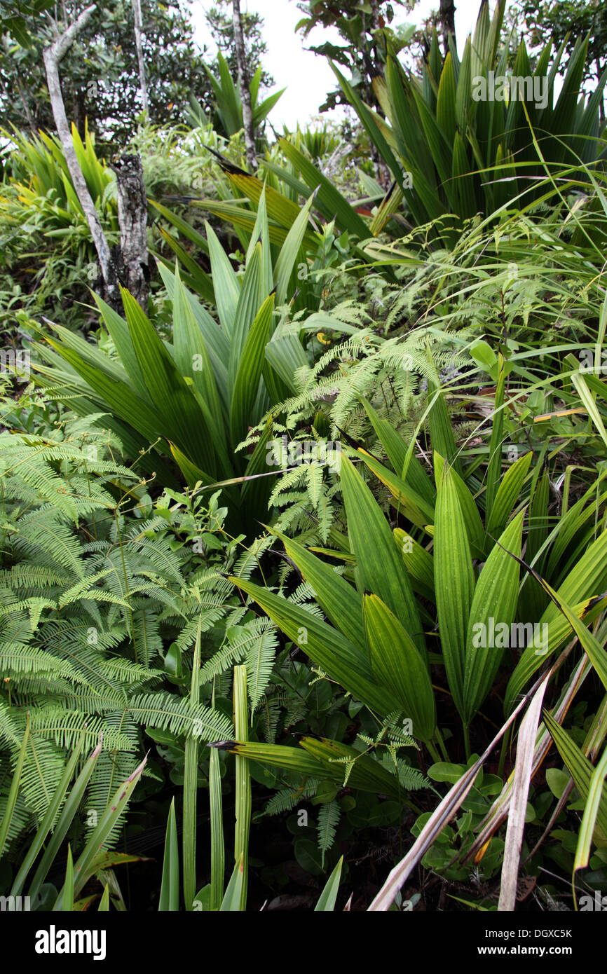 Maron High Resolution Stock Photography and Images - Alamy