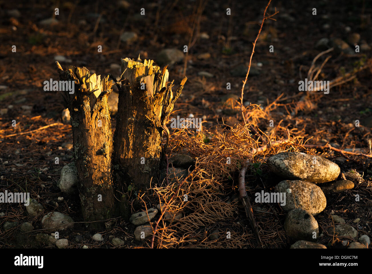 Two Chopped Tree Trunks at Dawn Stock Photo - Alamy