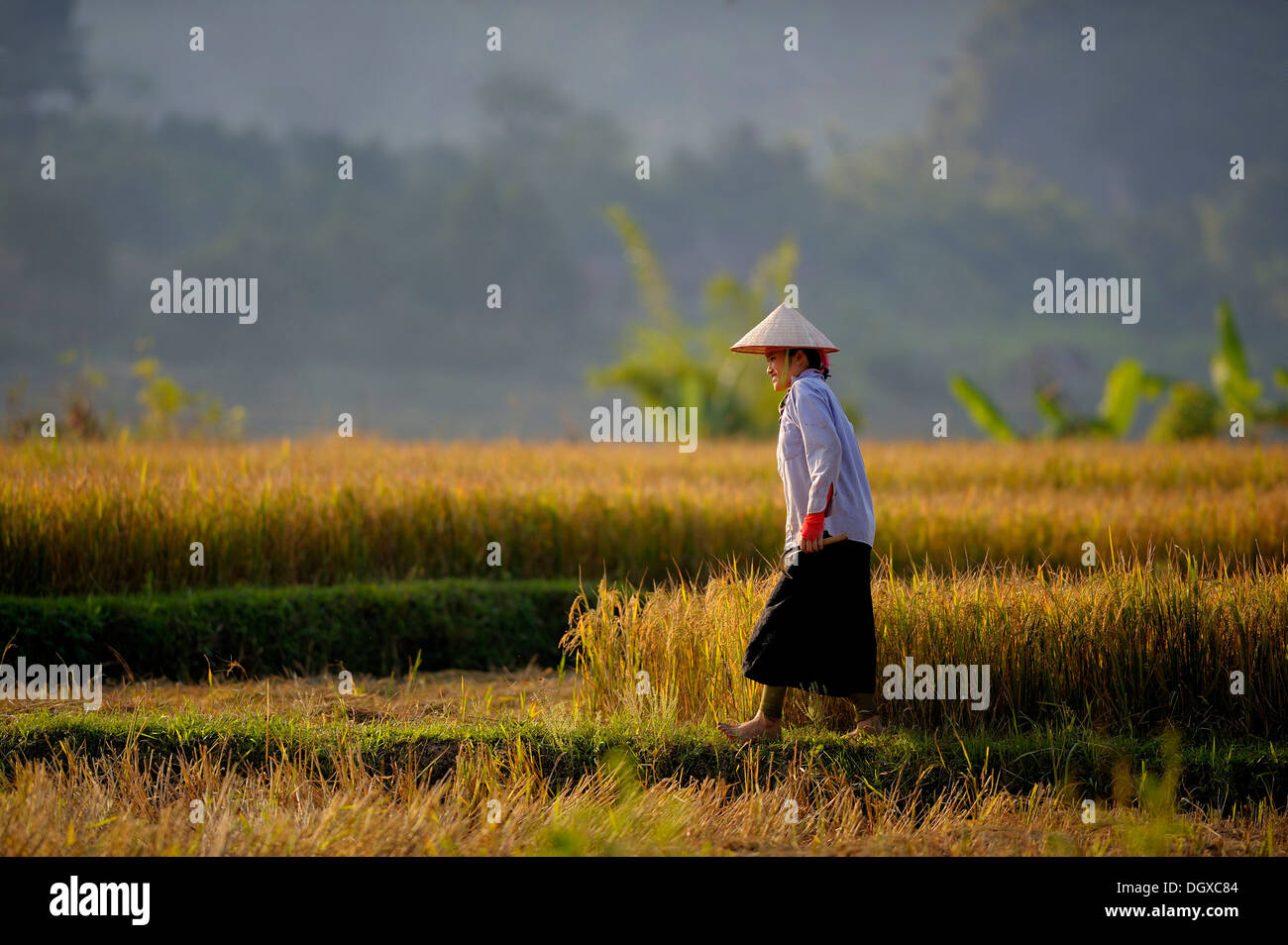 Vietnamese woman with reed hat in rice paddy, DinhBin, Hanoi, North ...