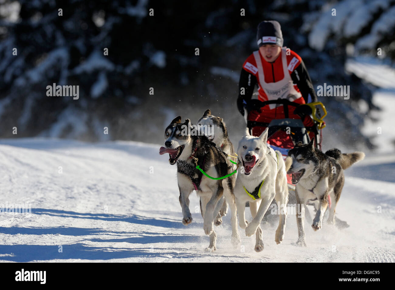 Dog-sled team, Unterjoch, Bavaria Stock Photo - Alamy
