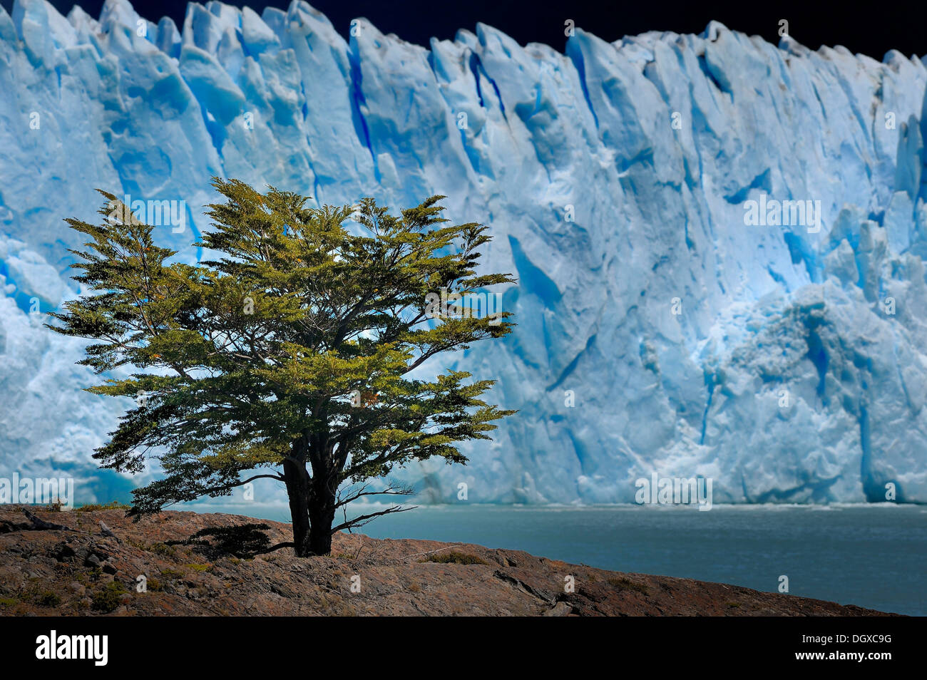 Southern Beech (Nothofagus) in front of the Perito Moreno Glacier ...