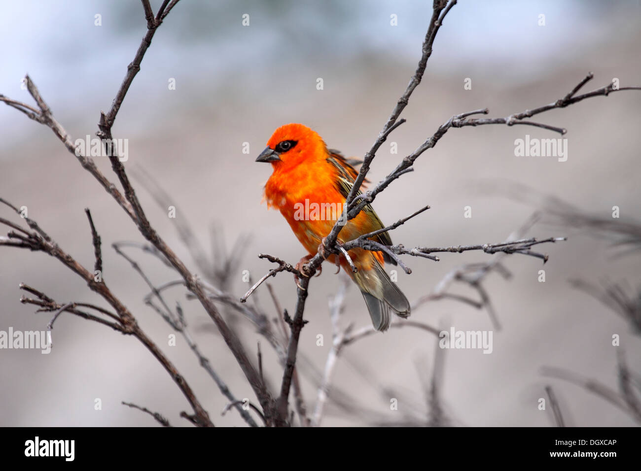 Madagascar Red Fodies Foudia Madagascariensis High Resolution Stock ...