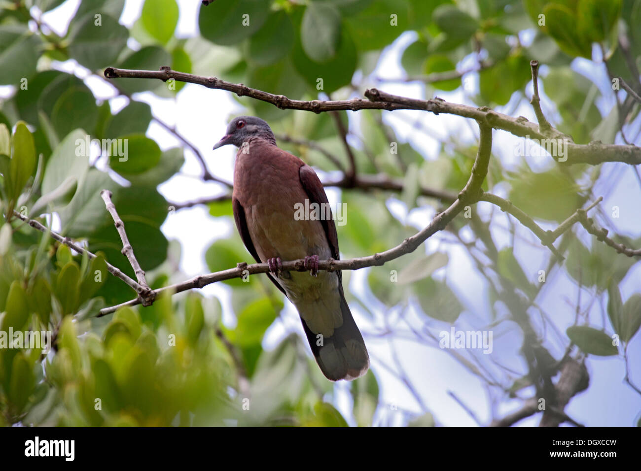 Madagascar turtle dove in The Seychelles Stock Photo - Alamy