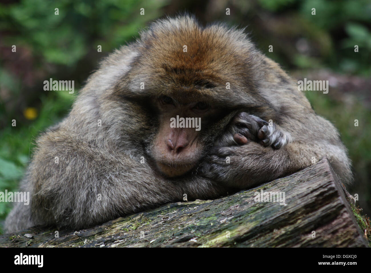 Sleepy monkey hi-res stock photography and images - Alamy