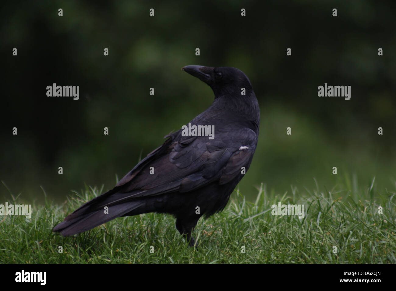 A crow looking back Stock Photo - Alamy
