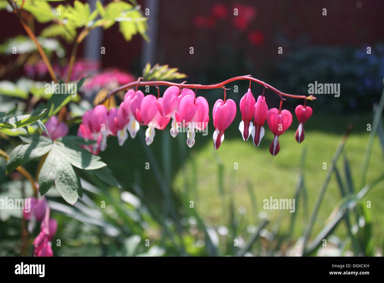 Heart shaped flowers Stock Photo - Alamy