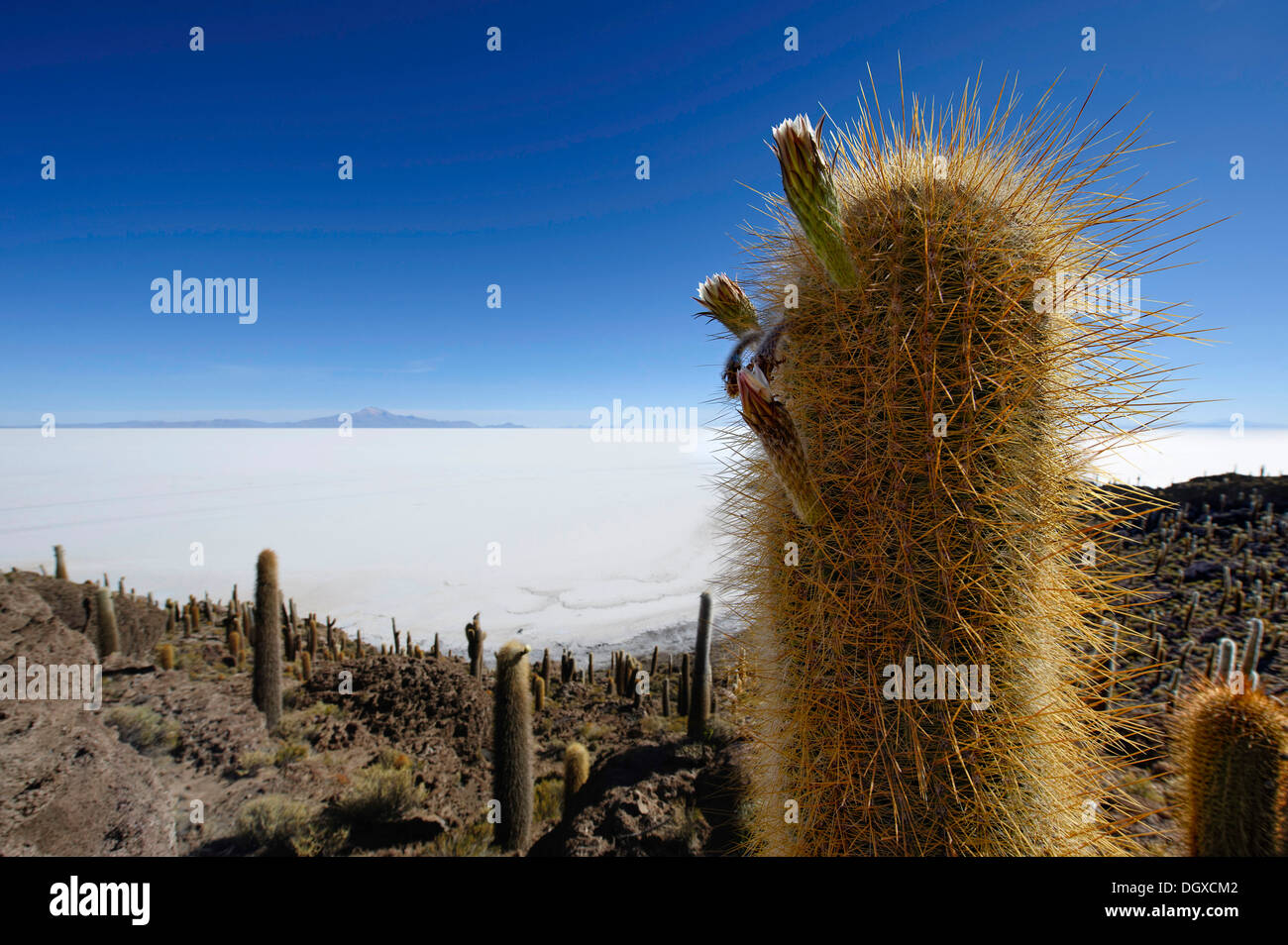 Giant Cardon Cacti (Echinopsis atacamensis) in front of a salt lake ...