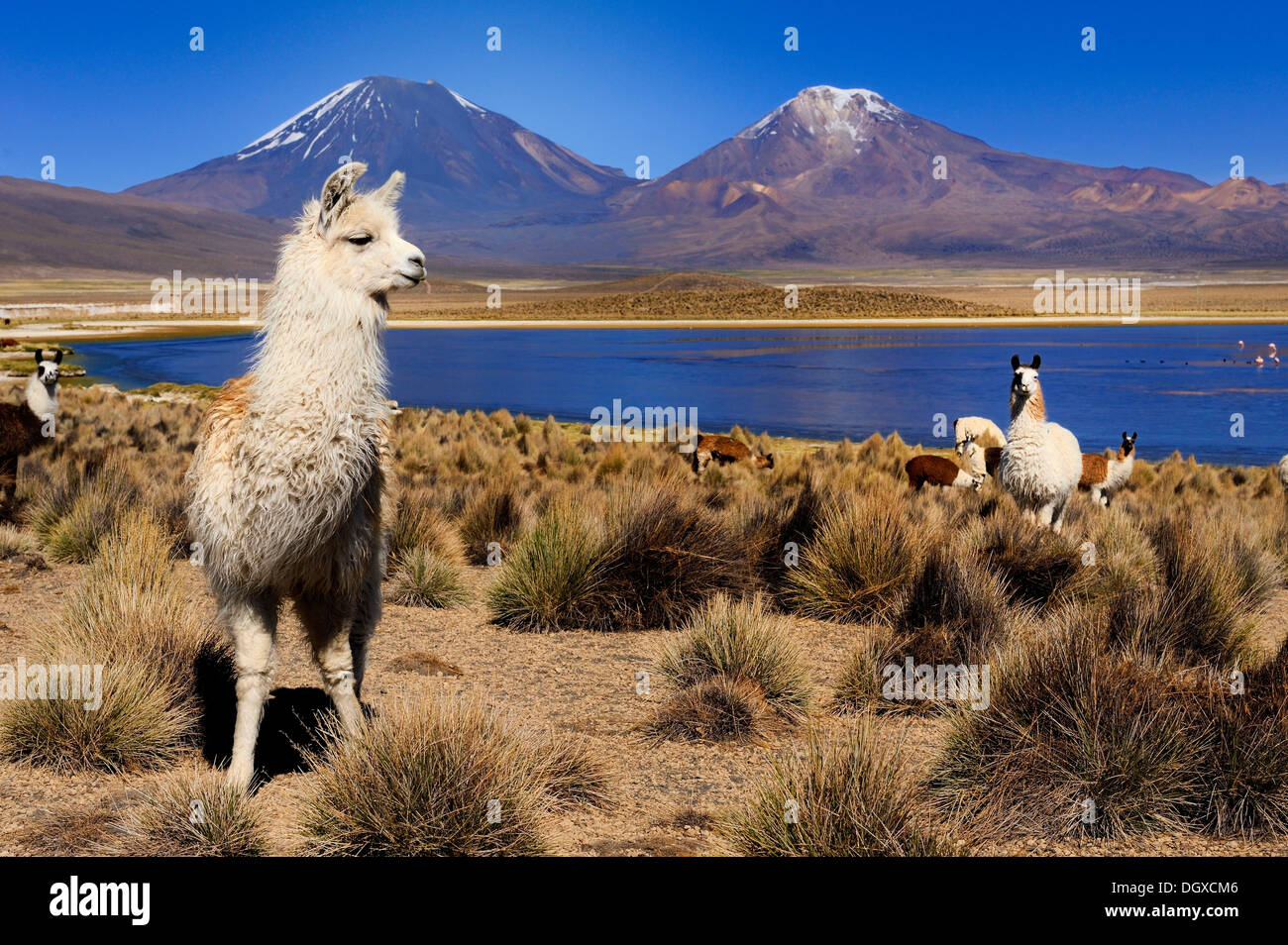 Llamas (Llama) and a lagoon in front of Parinacotta and Pinarappe ...