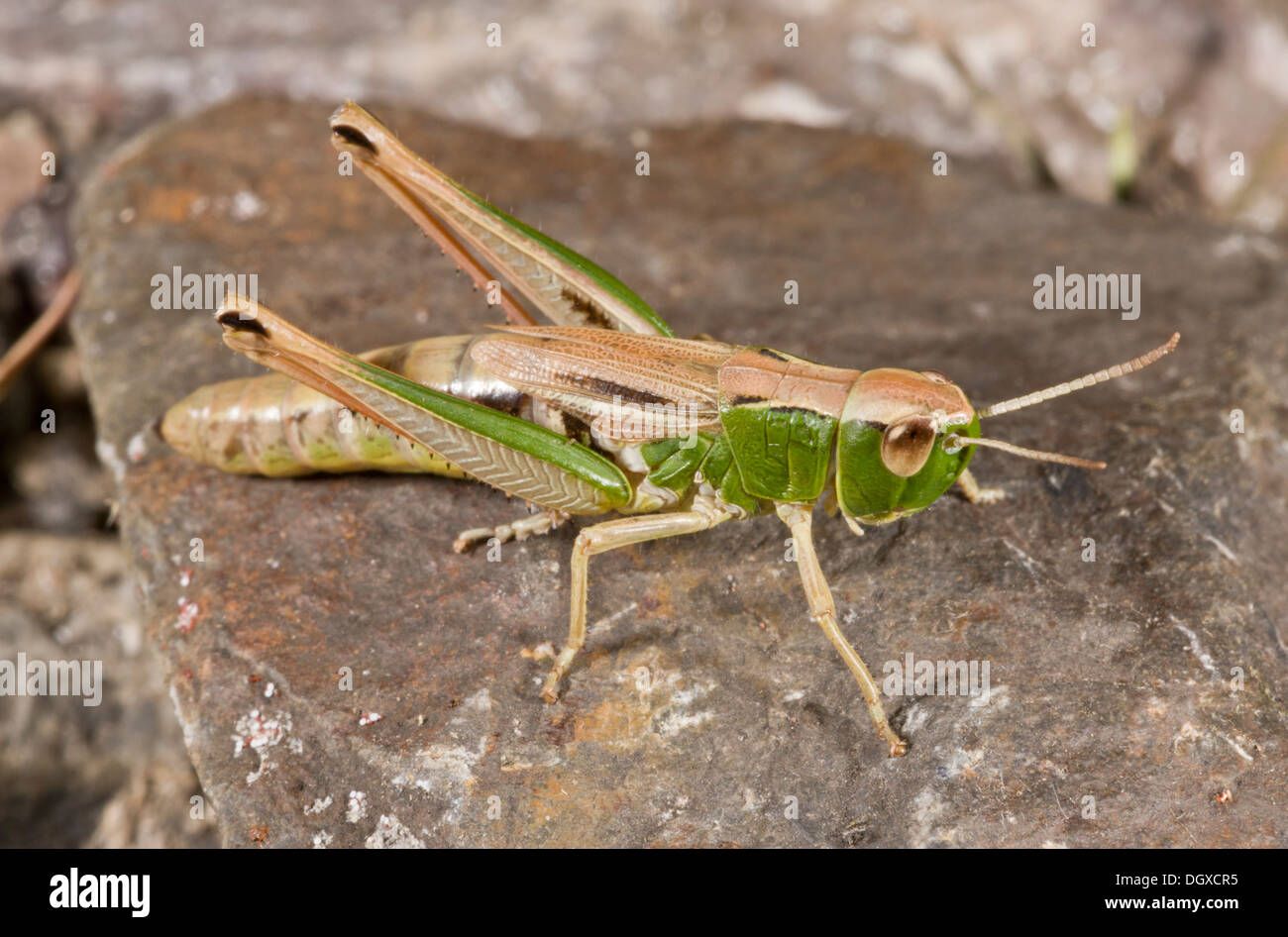 Meadow Grasshopper, chorthippus parallelus - widespread and common ...