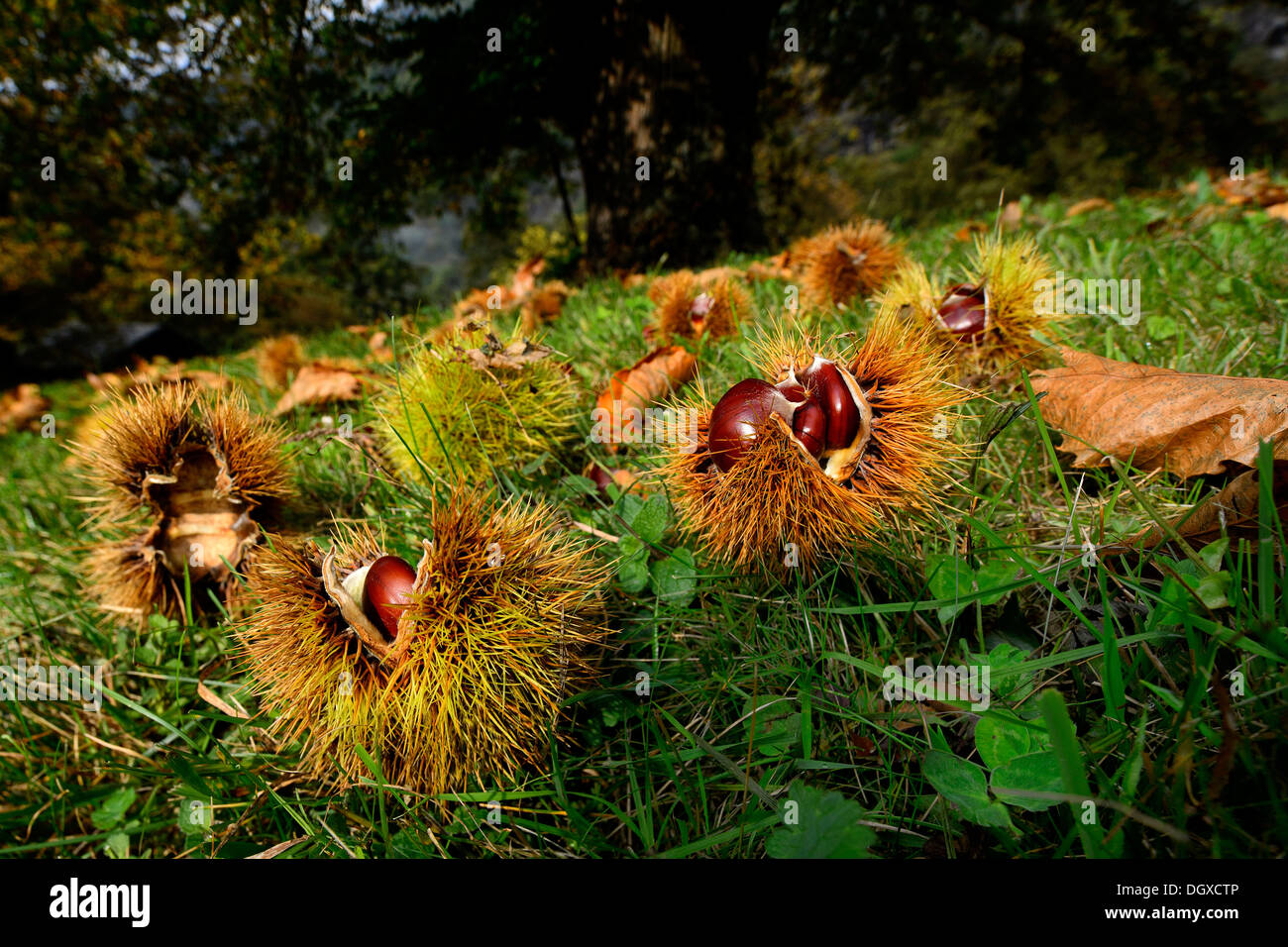 Castanea hi-res stock photography and images - Alamy