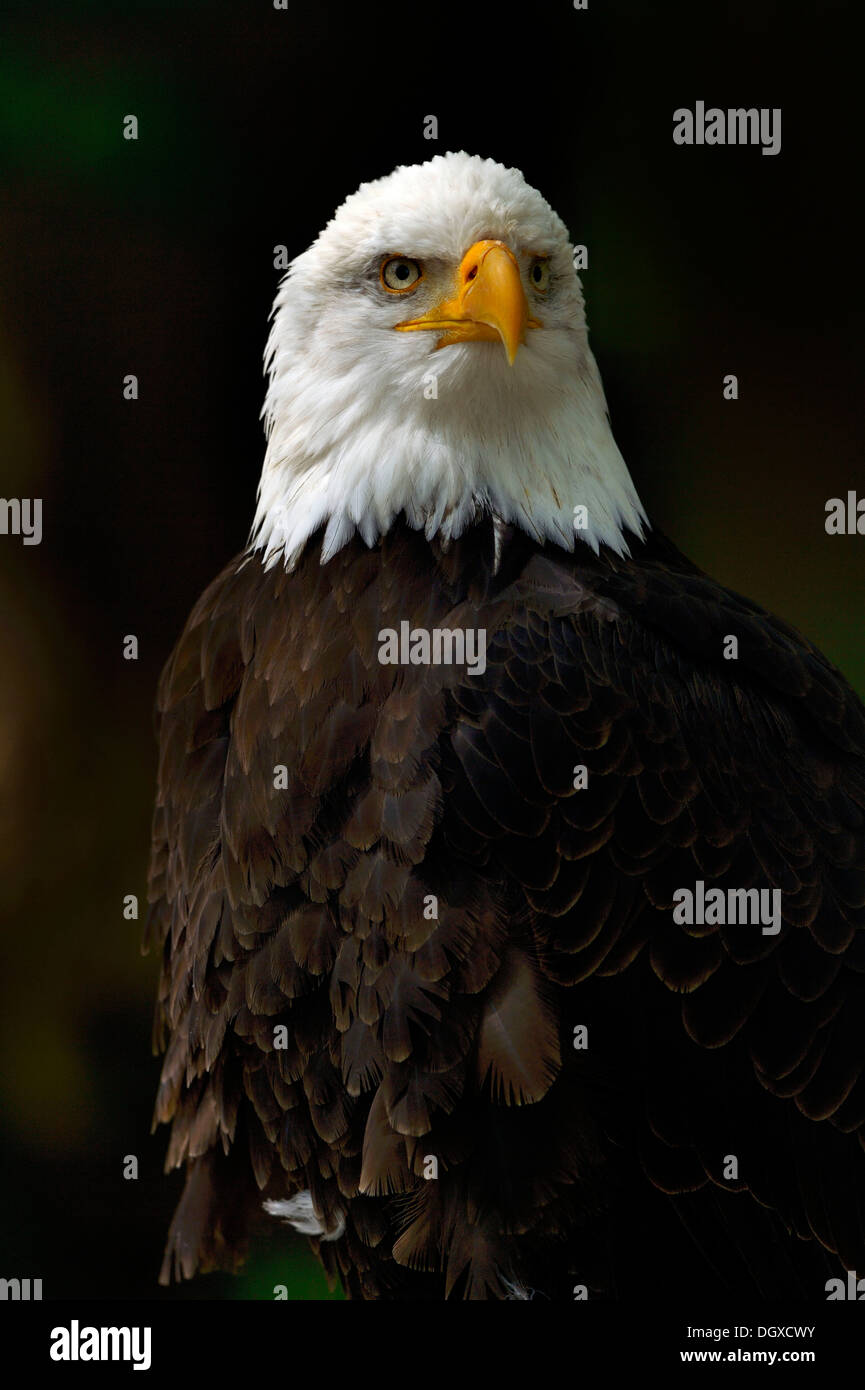Wild park poing hi-res stock photography and images - Alamy