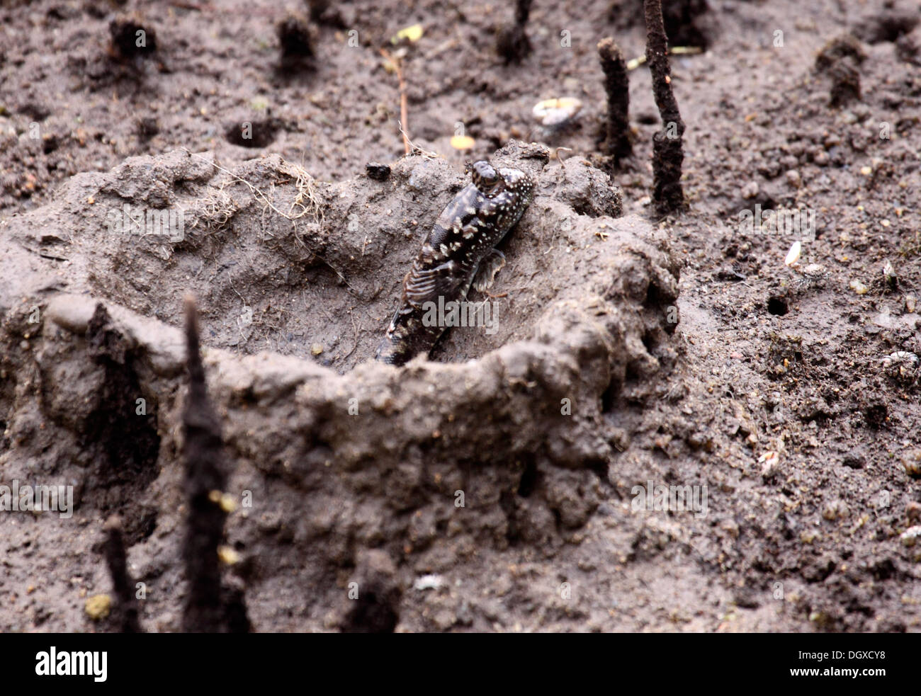 Common mudskipper in Mangrove swamp in The Seychelles Stock Photo - Alamy