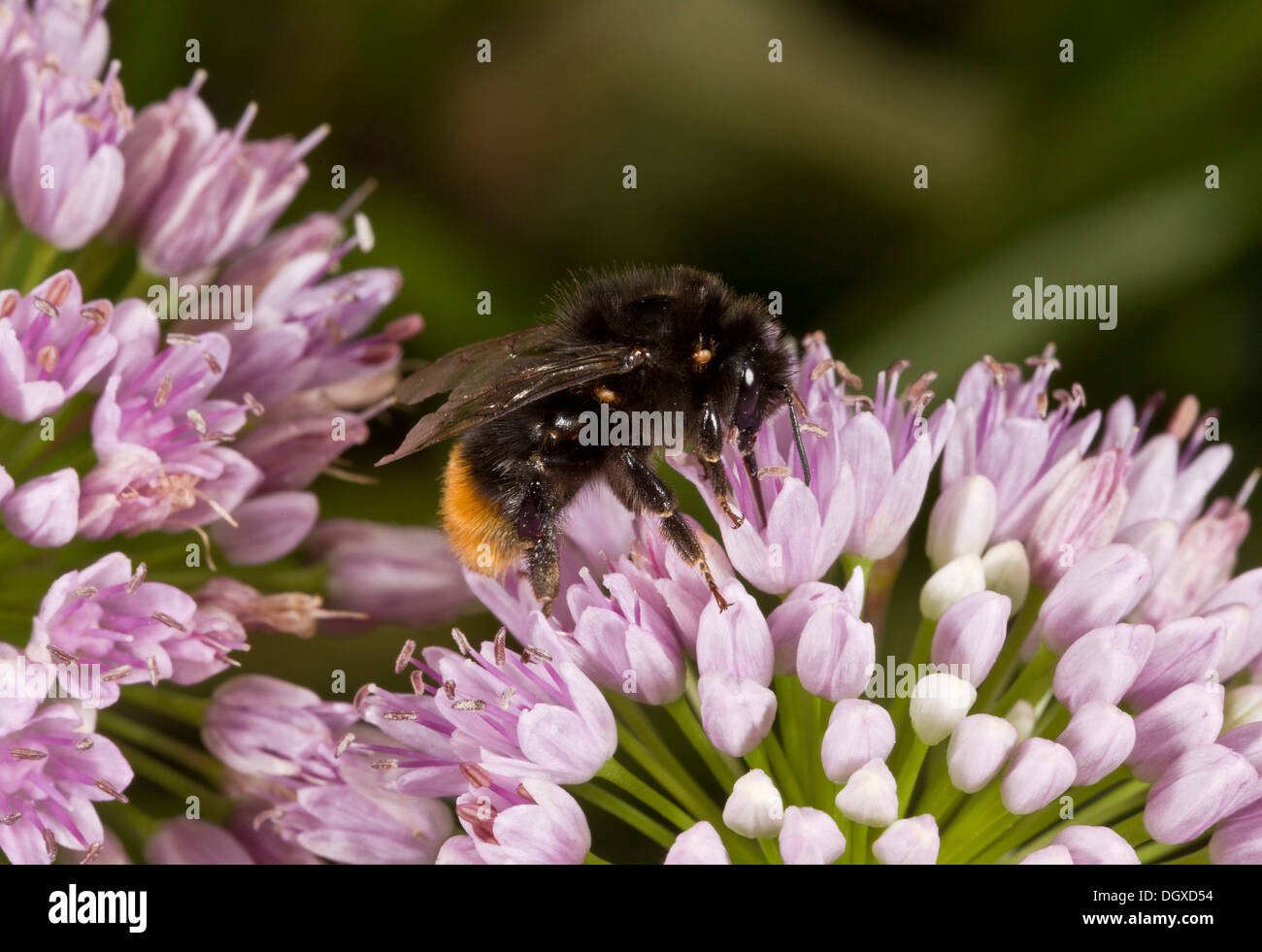 Female Bombus lapidarius on Allium angulosum Stock Photo - Alamy
