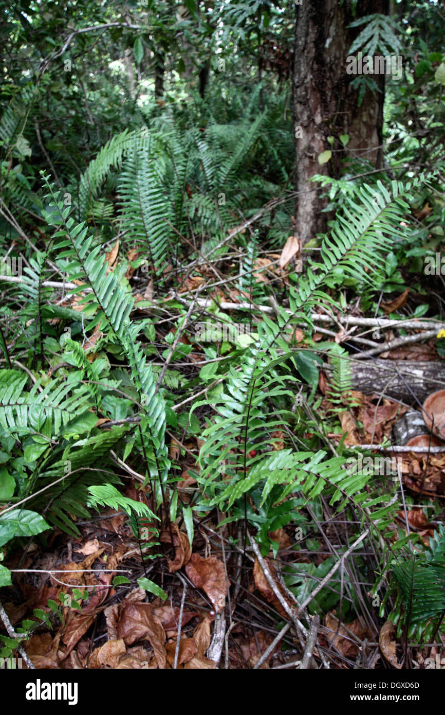 Boston fern hi-res stock photography and images - Alamy