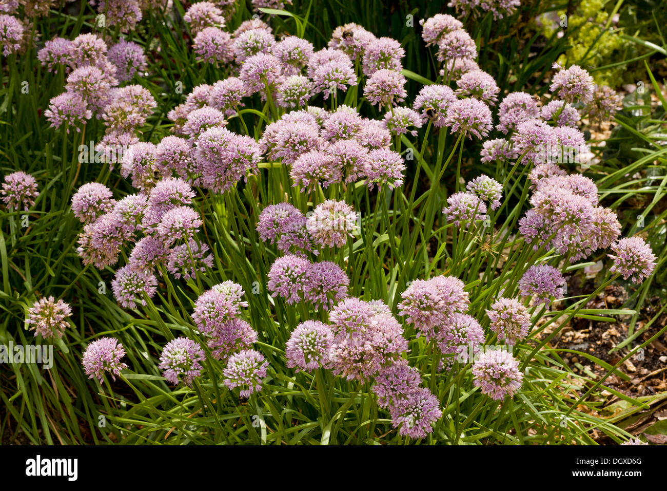 Allium angulosum flower garden hi-res stock photography and images - Alamy