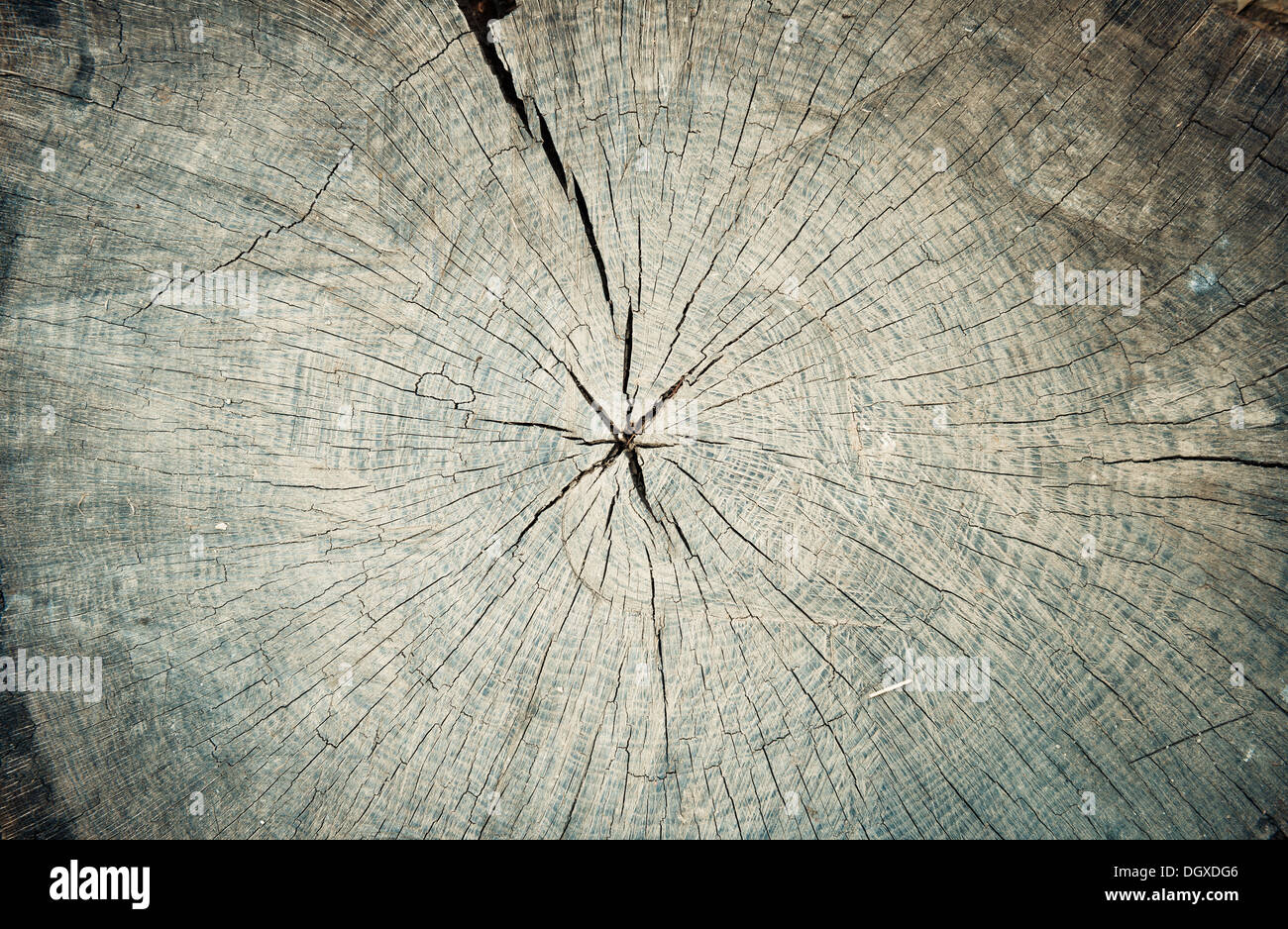 rough dark old cut tree texture closeup Stock Photo - Alamy