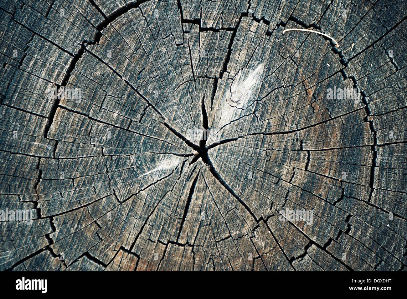 rough dark old cut tree texture closeup Stock Photo - Alamy