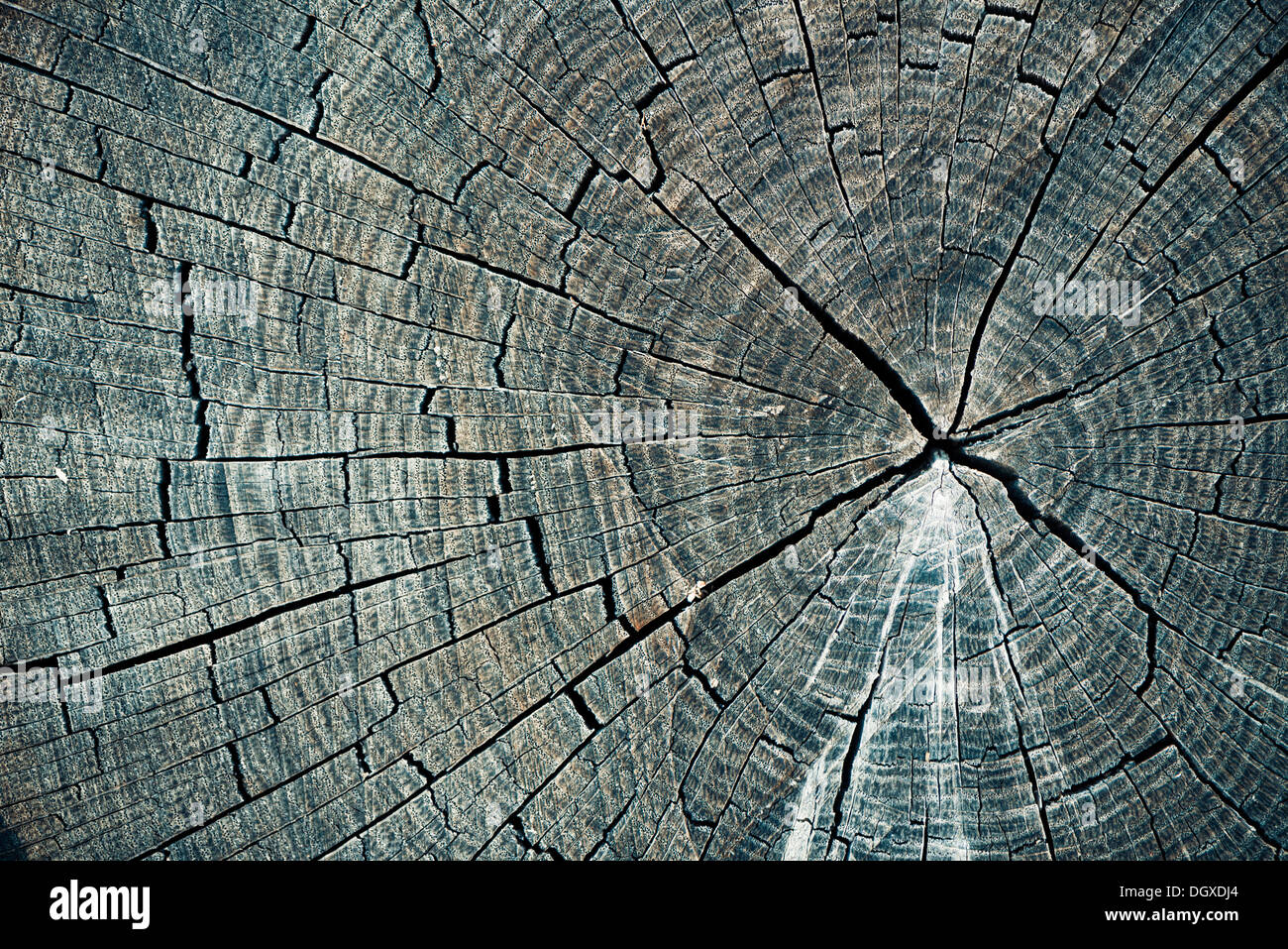 rough dark old cut tree texture closeup Stock Photo - Alamy