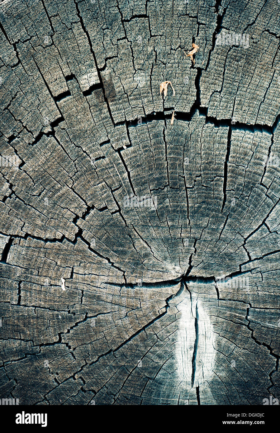 rough dark old cut tree texture closeup Stock Photo - Alamy