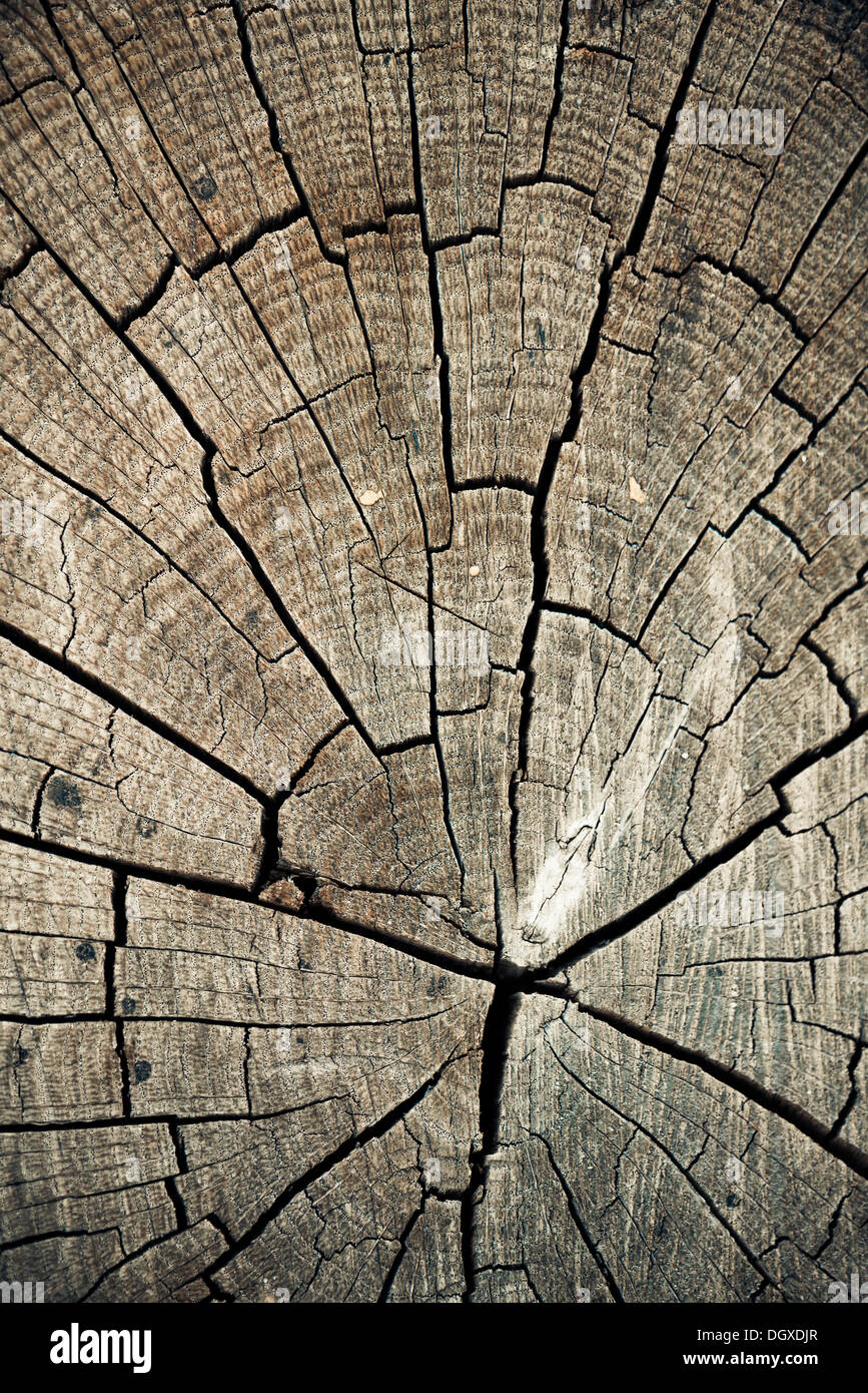 rough dark old cut tree texture closeup Stock Photo - Alamy