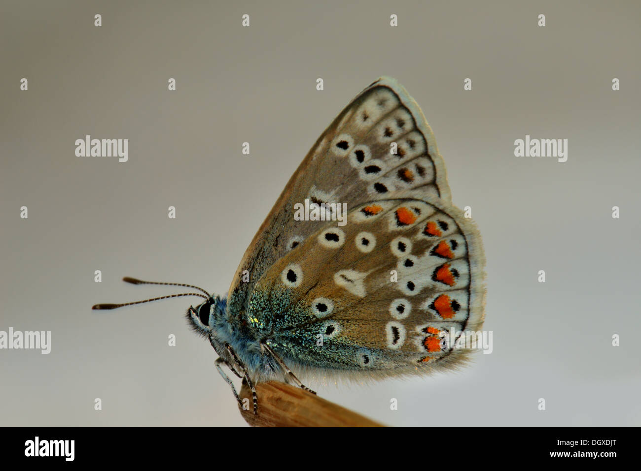 Common blue butterfly Polyommatus icarus wings closed showing underside ...