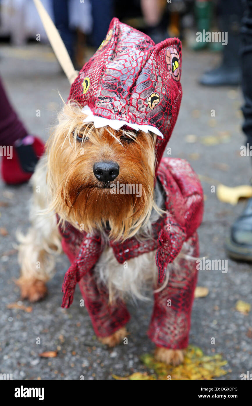 London, UK. 27th October 2013. Sissi the Australian Silky Terrier ...
