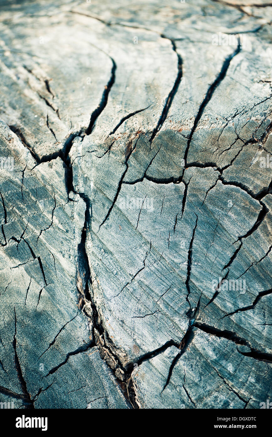 rough dark old cut tree texture closeup Stock Photo - Alamy