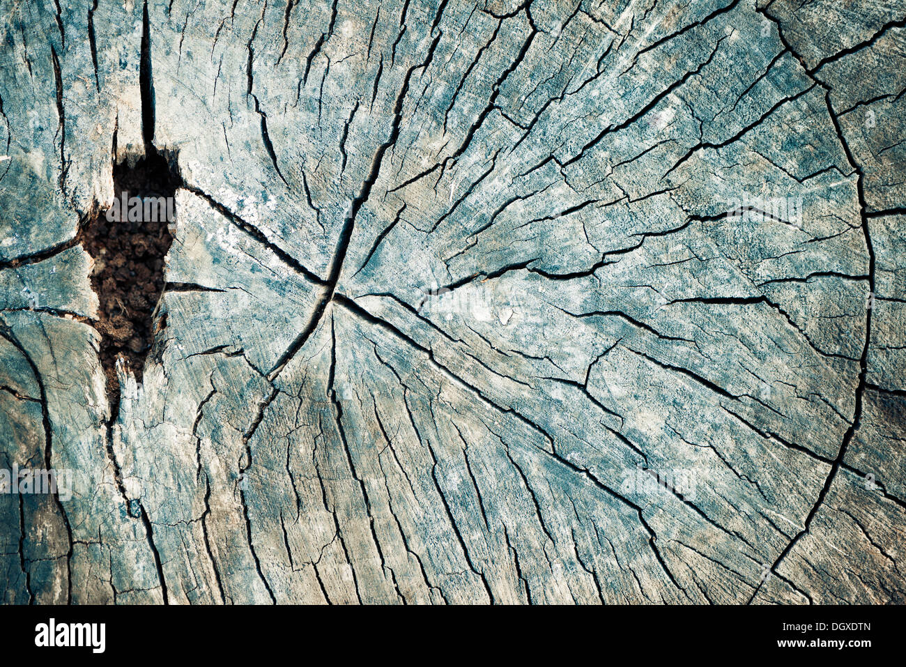 rough dark old cut tree texture closeup Stock Photo - Alamy