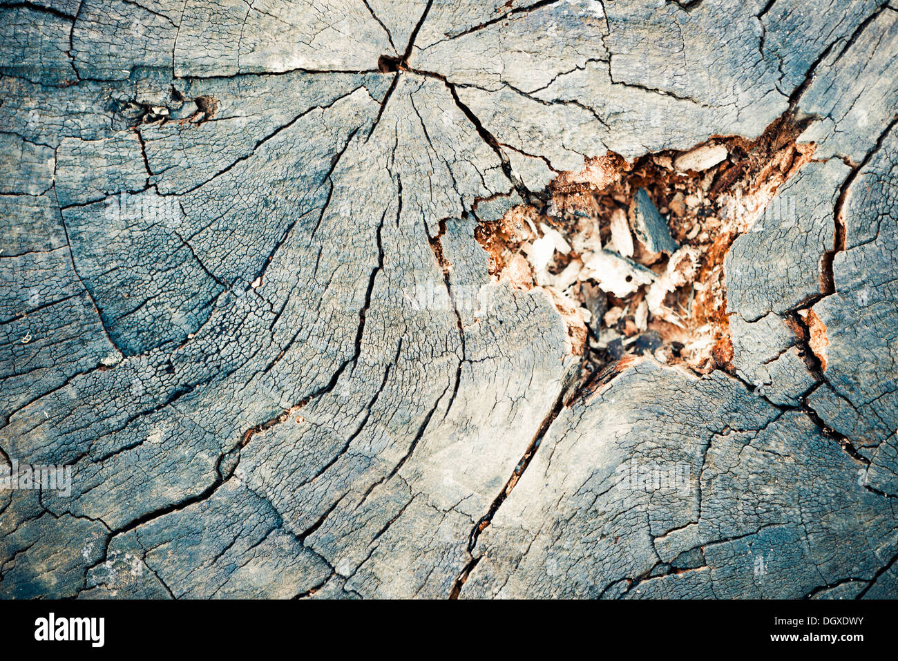 rough dark old cut tree texture closeup Stock Photo - Alamy