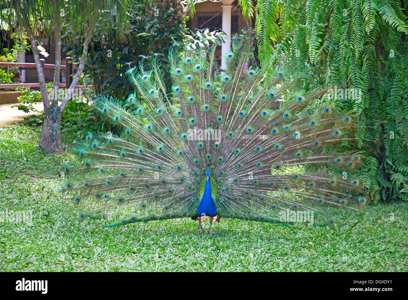 Beautiful indian peacock with fully fanned tail Stock Photo - Alamy