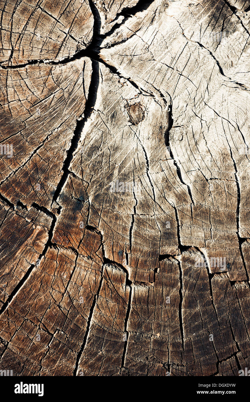 rough dark old cut tree texture closeup Stock Photo - Alamy