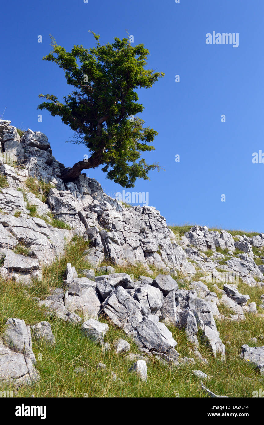 Tree growing on a cliff hi-res stock photography and images - Alamy