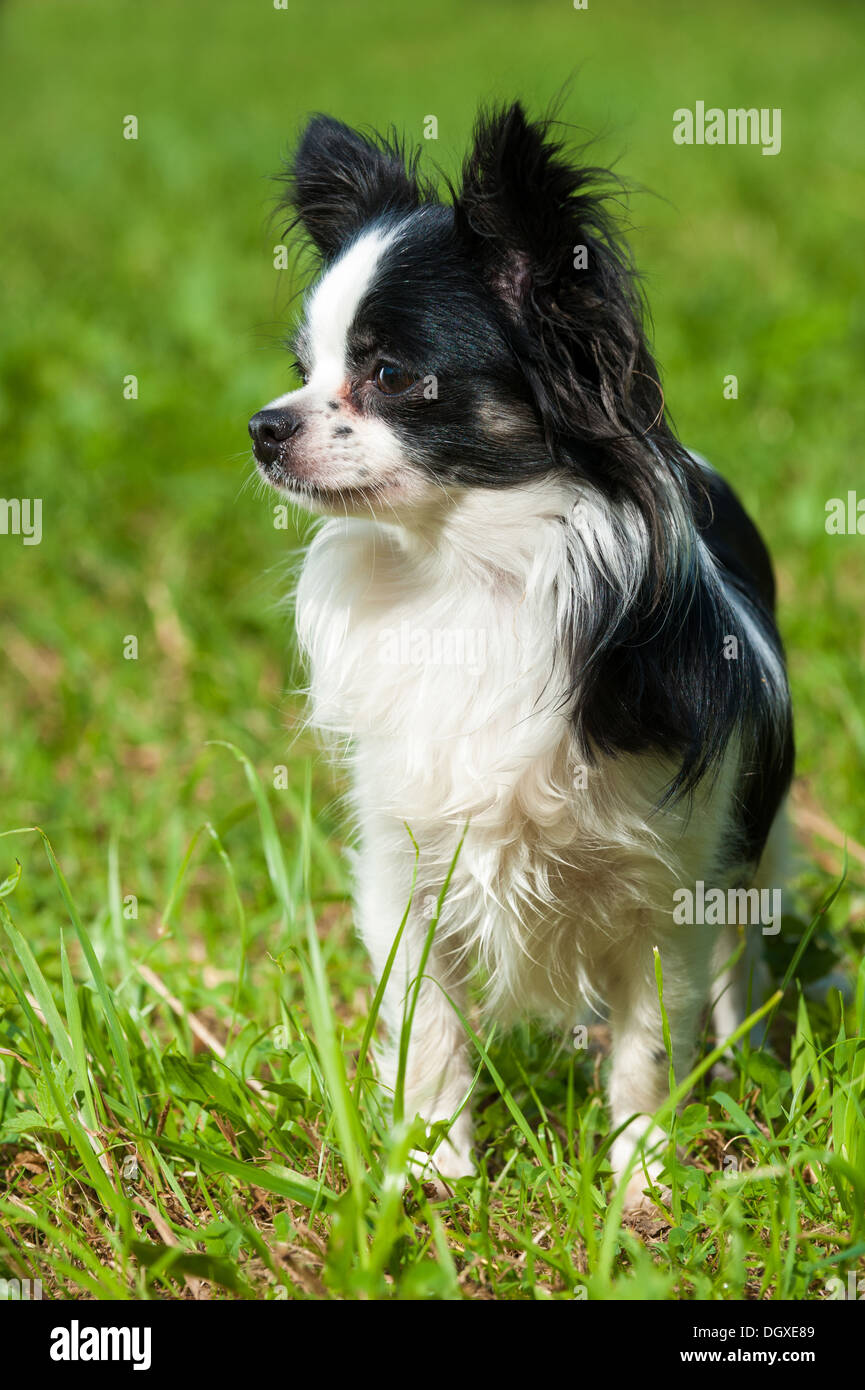 Pretty chihuahua hi-res stock photography and images - Alamy