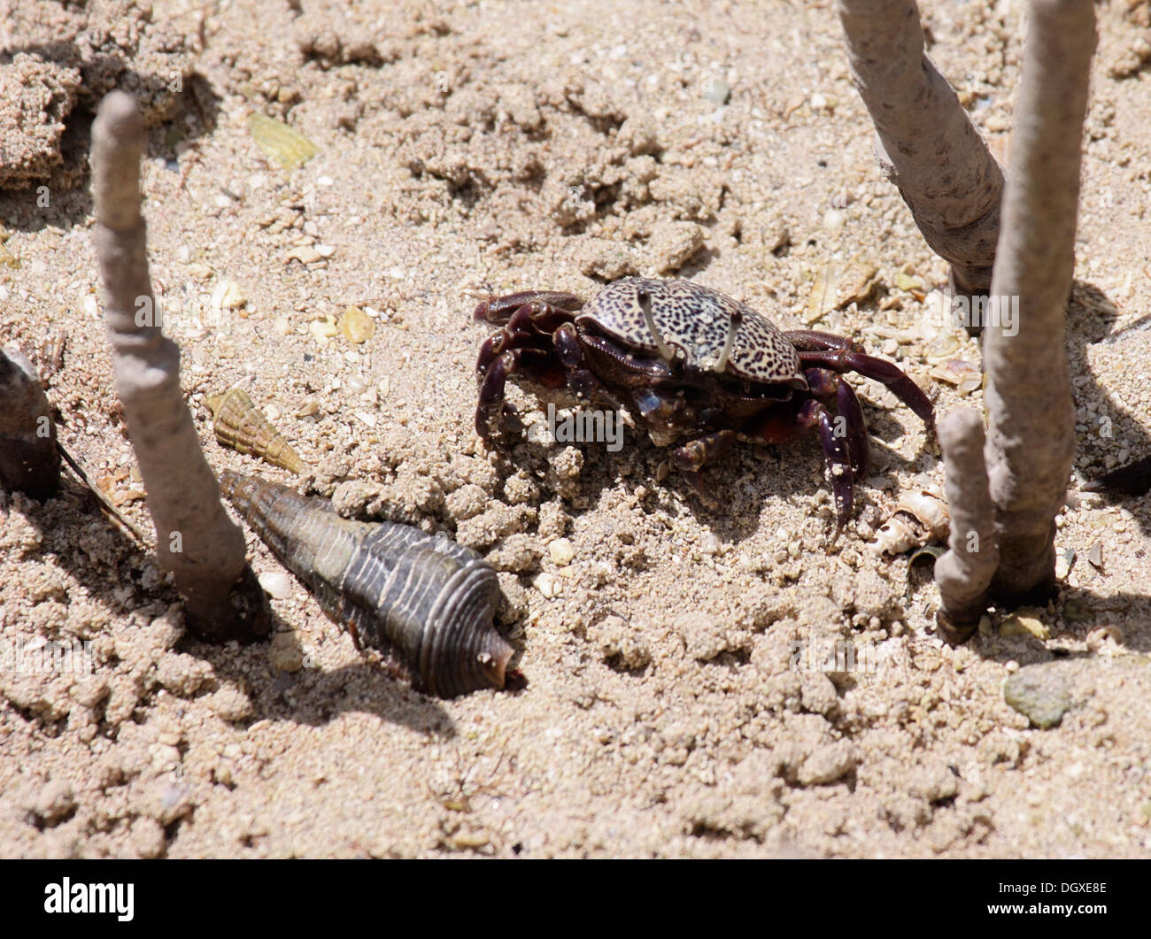 Fiddler crab female in Mangrove swamp with whelk in The Seychelles ...