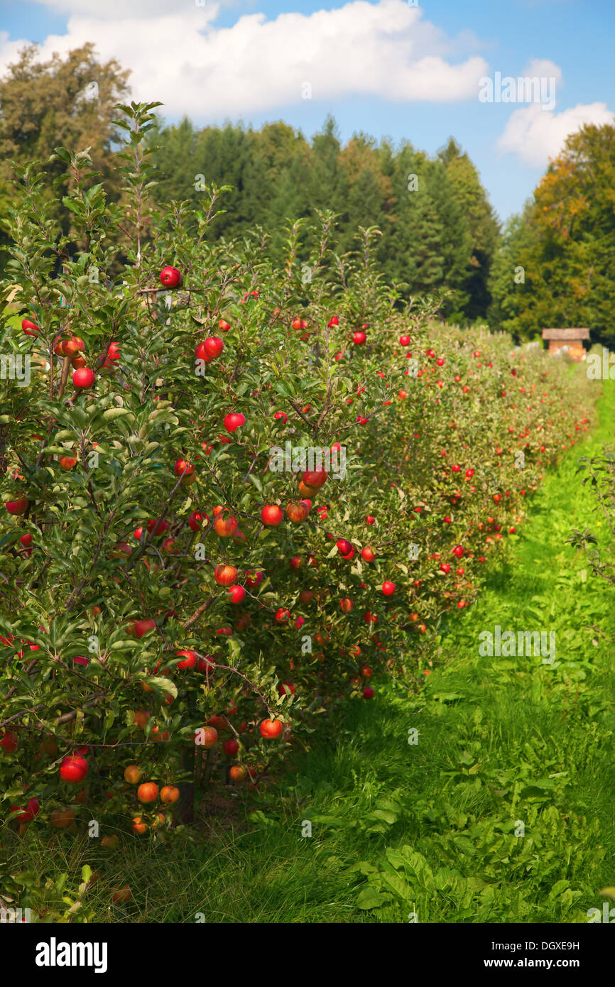 Apple garden full of riped red apples Stock Photo - Alamy