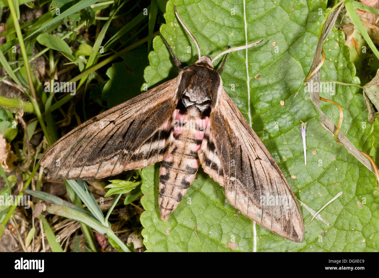 Privet Hawk-moth, Sphinx ligustri in garden, Hants Stock Photo - Alamy