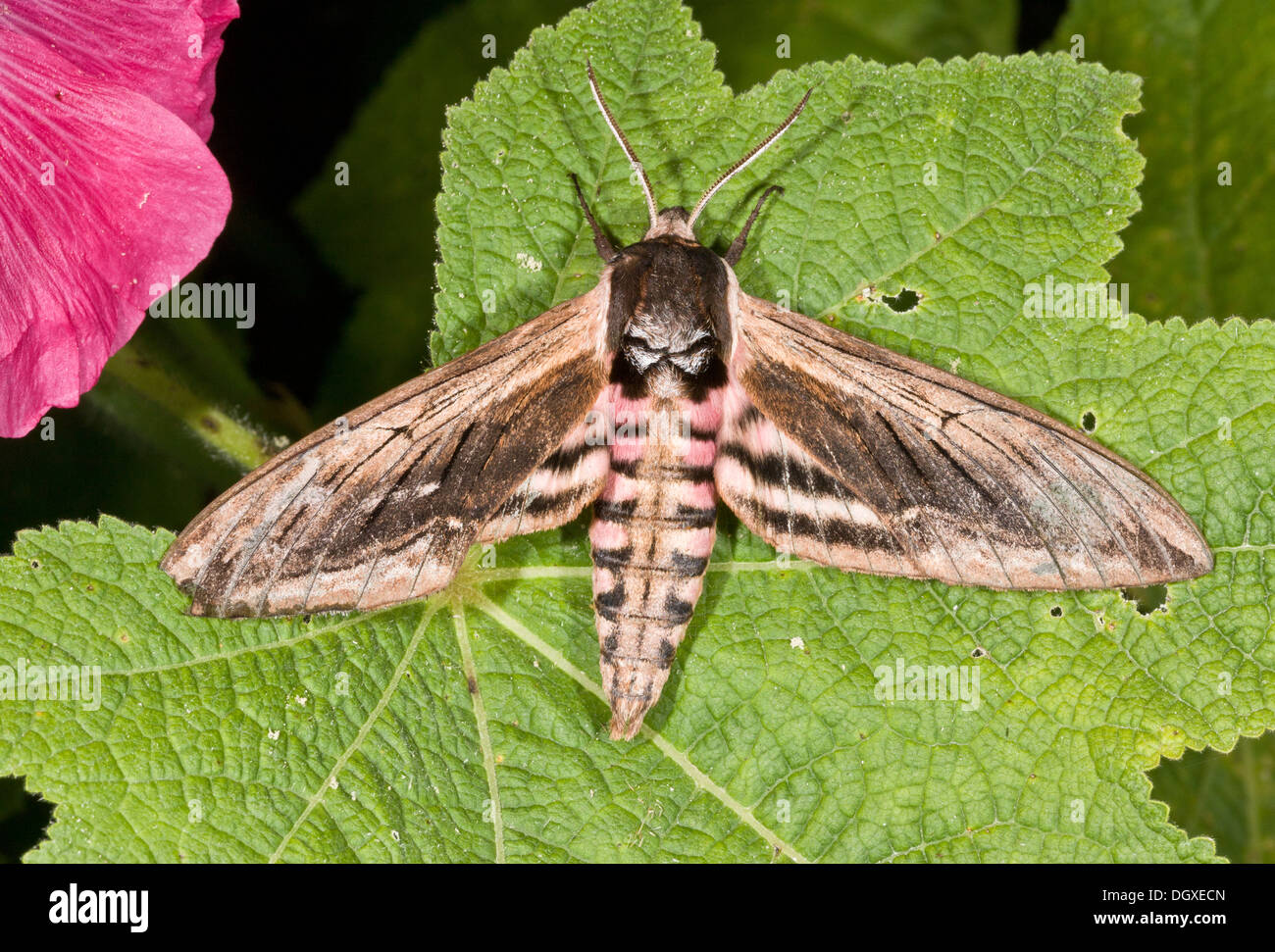 Privet Hawk-moth, Sphinx ligustri in garden, Hants Stock Photo - Alamy