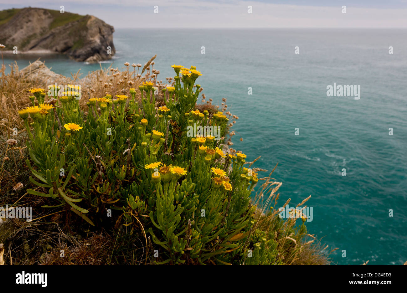 Golden-samphire, Inula crithmoides on the Dorset coast at Lulworth Cove ...