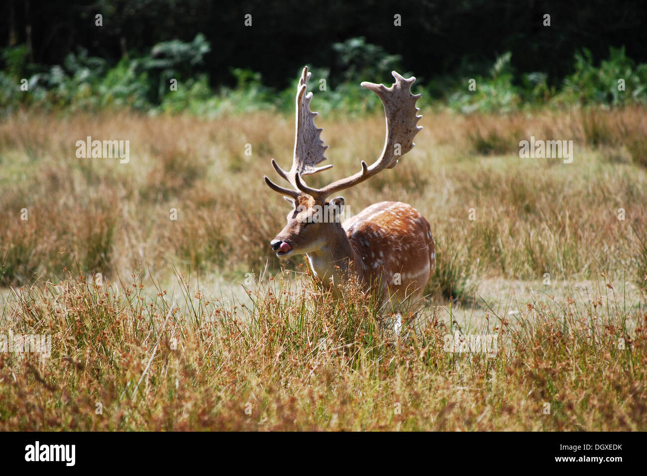 Deer new forest hi-res stock photography and images - Alamy