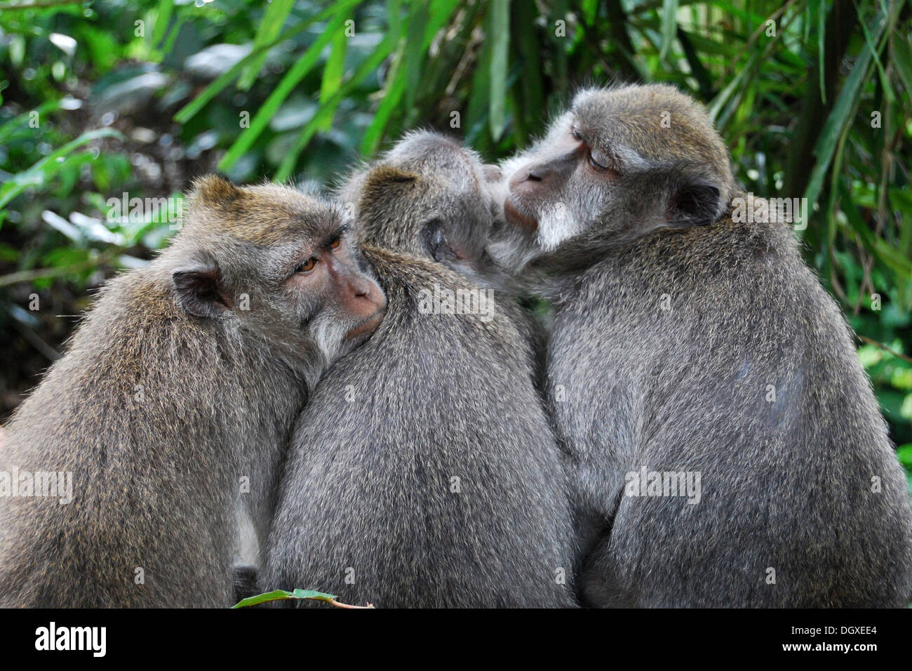 Three Monkeys High Resolution Stock Photography and Images - Alamy