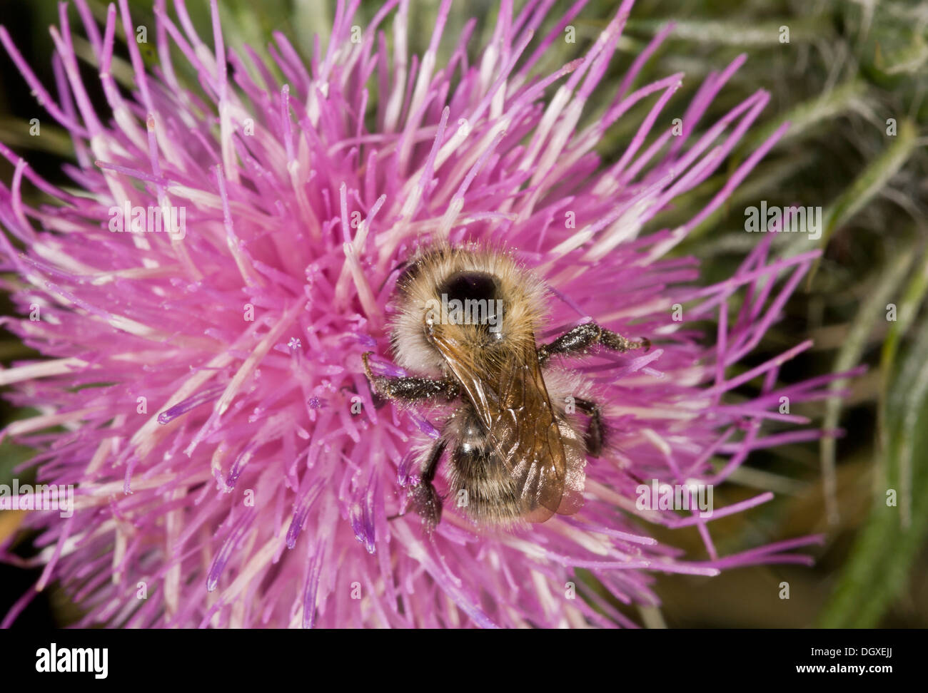Shrill Carder Bee, Bombus sylvarum, on Knapweed flower; Salisbury Plain ...