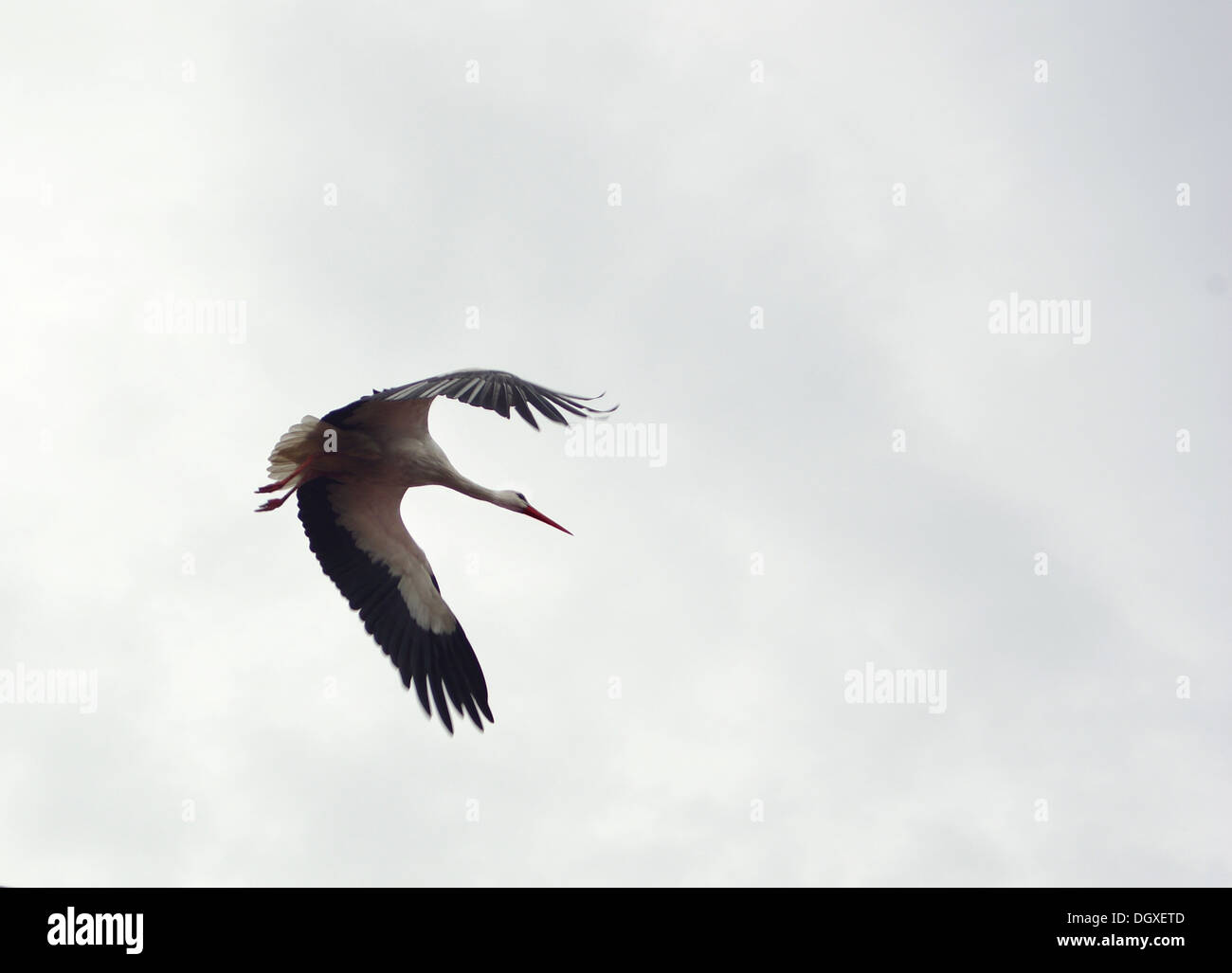 flying stork on sky background Stock Photo - Alamy