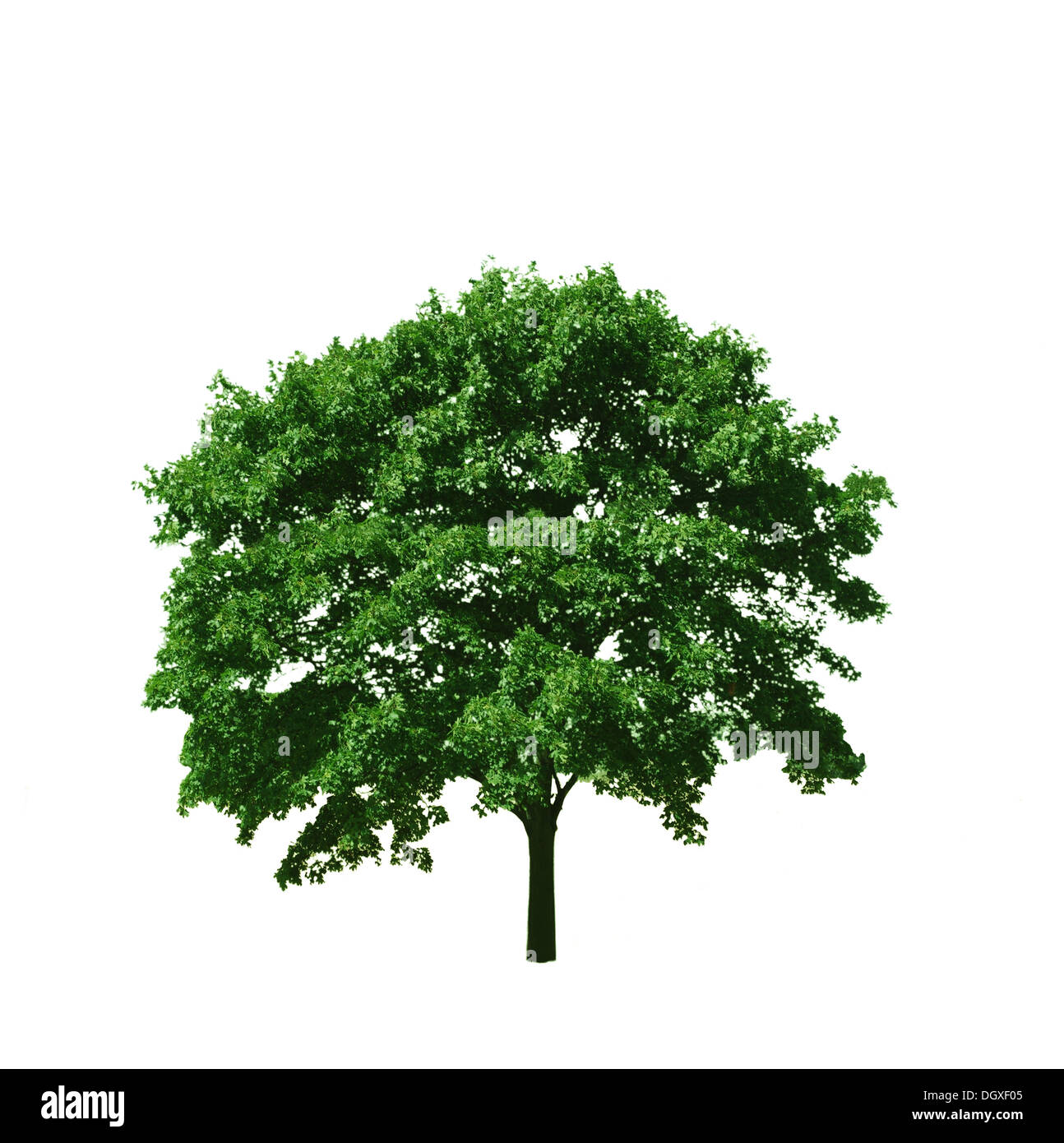 green tree on white background Stock Photo - Alamy