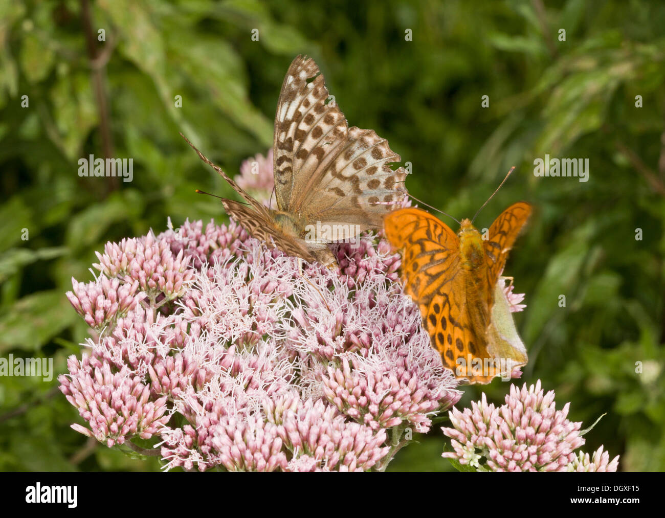 Silver-washed fritillary butterflies, Argynnis paphia, male courting ...