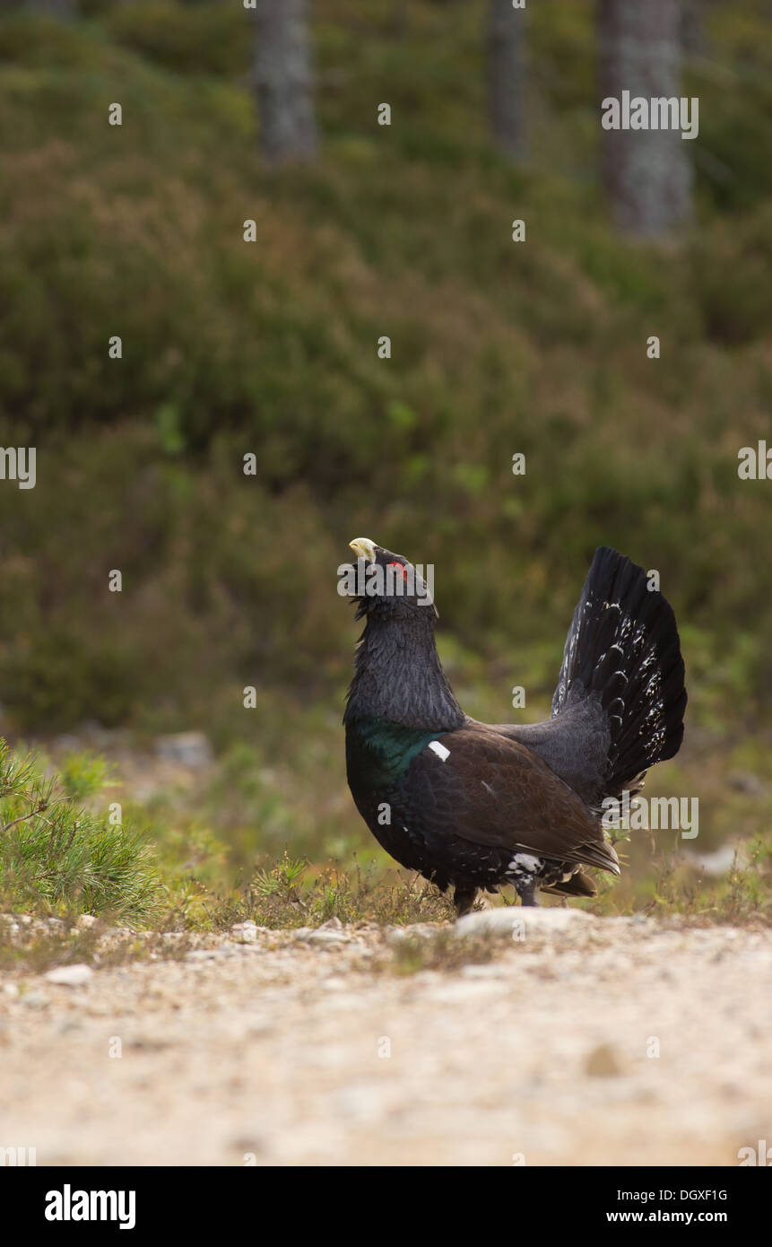 Bird wide angle hi-res stock photography and images - Alamy