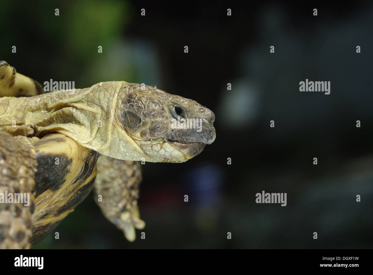 grassland tortoise from upraised head Stock Photo - Alamy