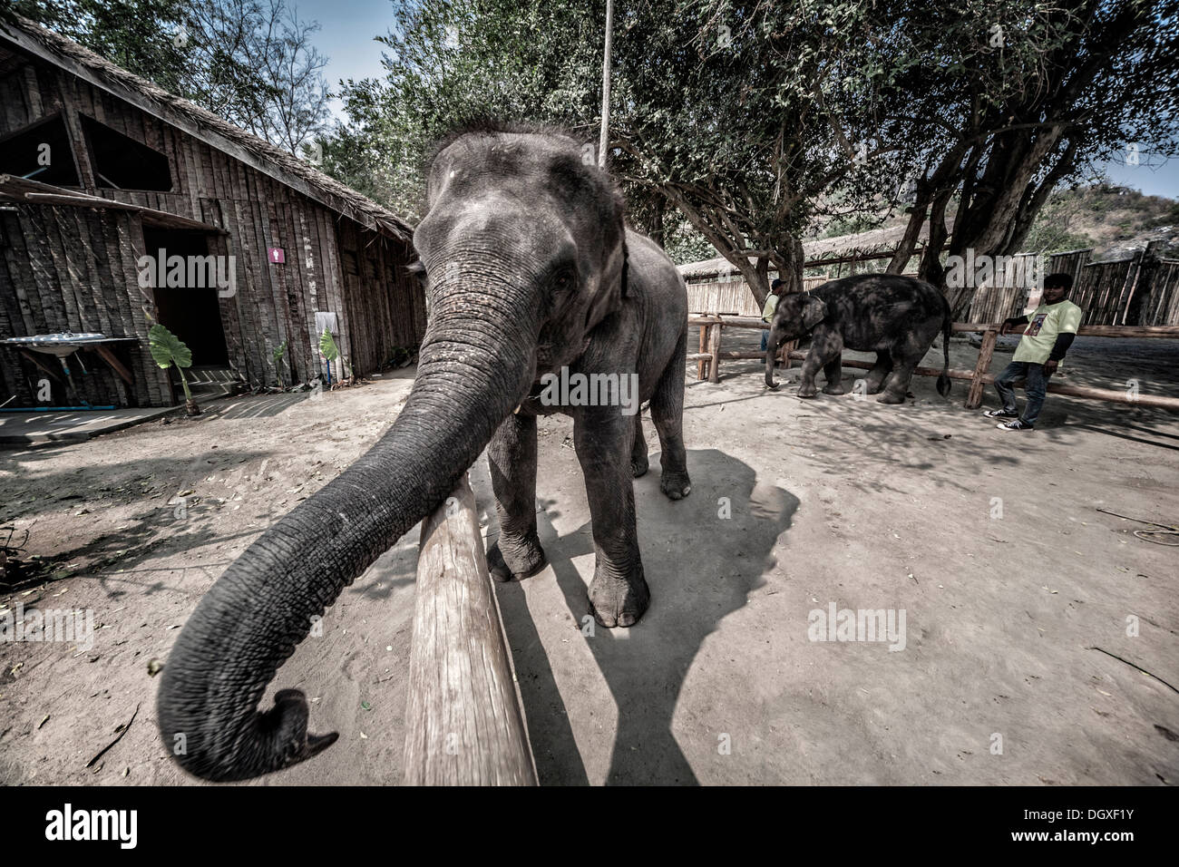 Elephant trunk. Playful young Thai elephant reaching out trunk ...