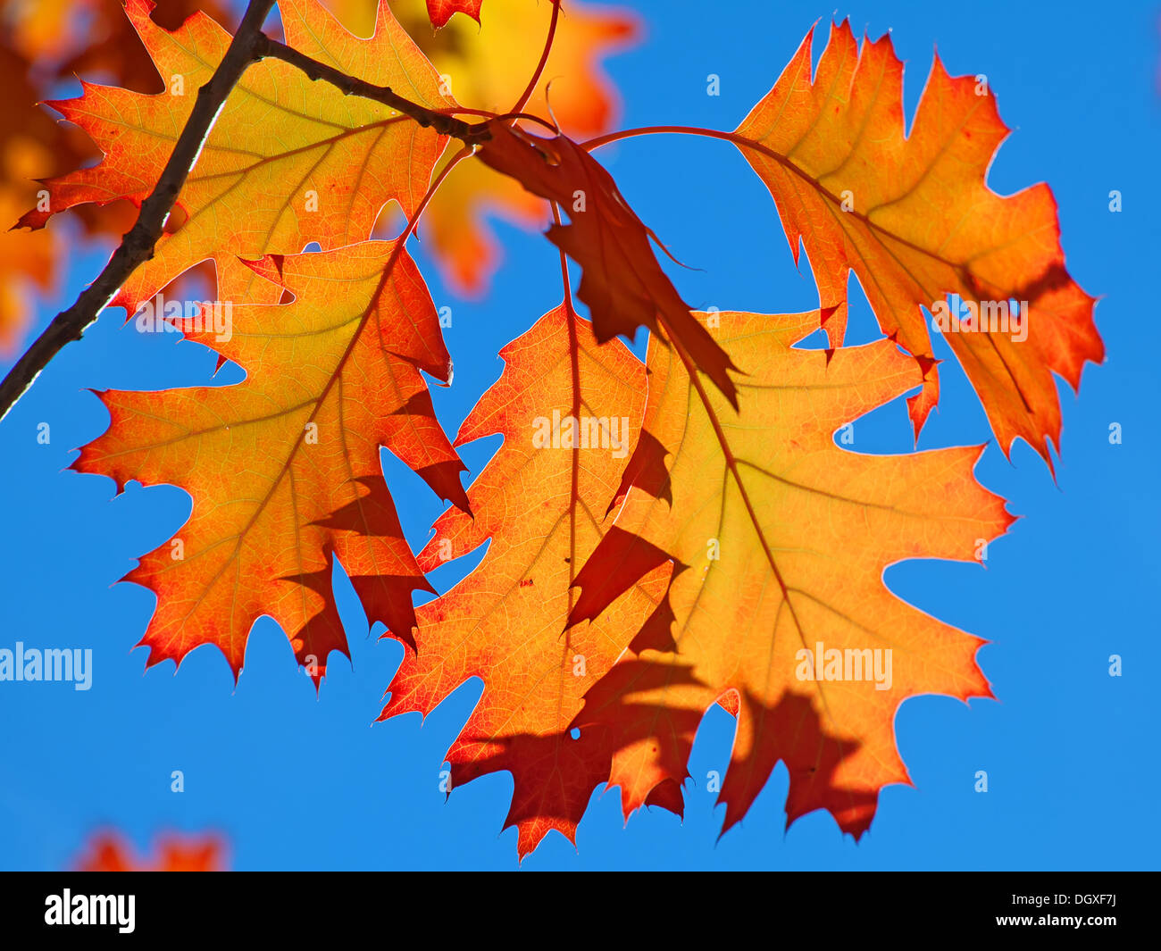 Colorful oak leaf in the autumn Stock Photo - Alamy