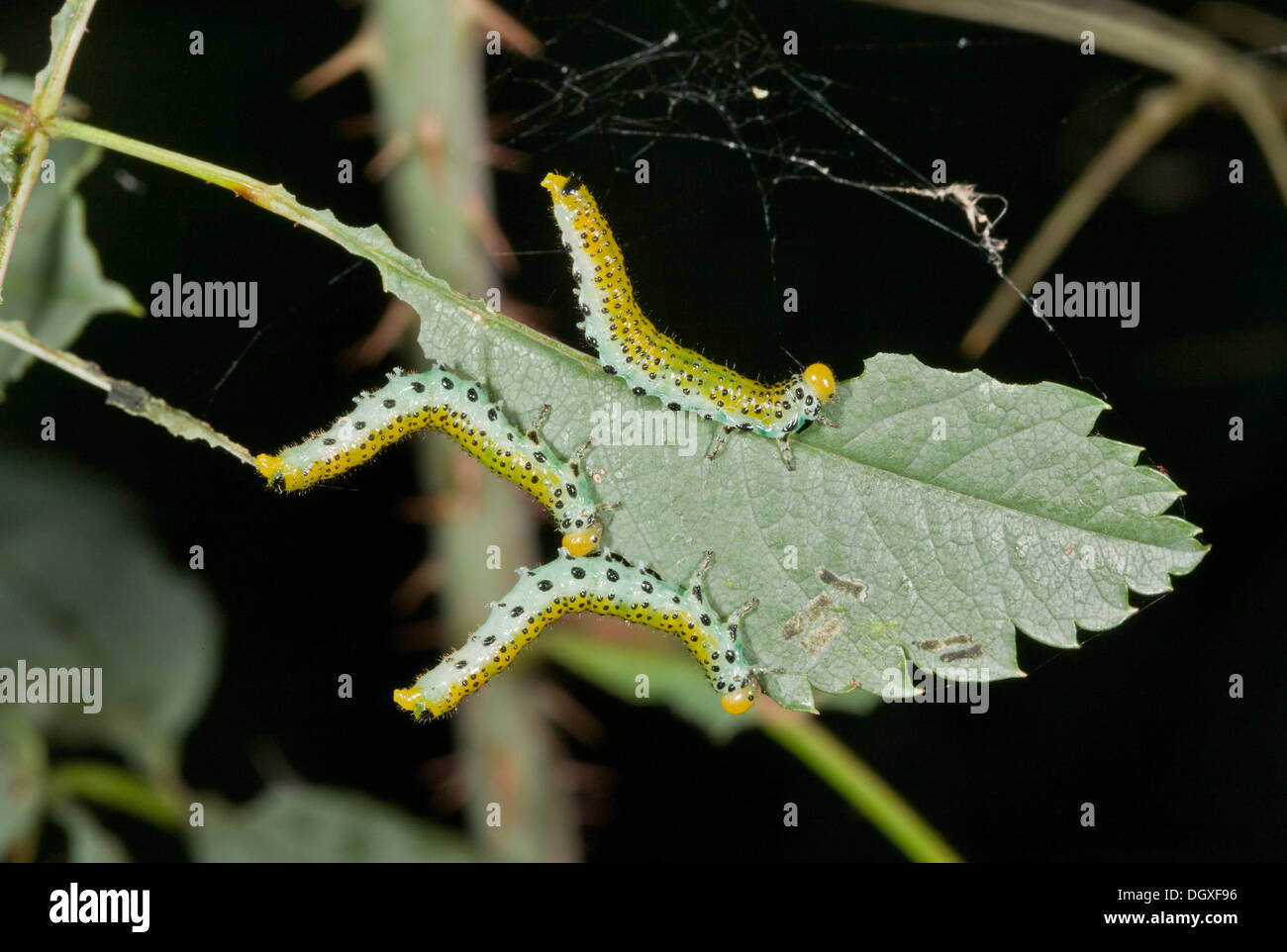 Rose sawfly hi-res stock photography and images - Alamy
