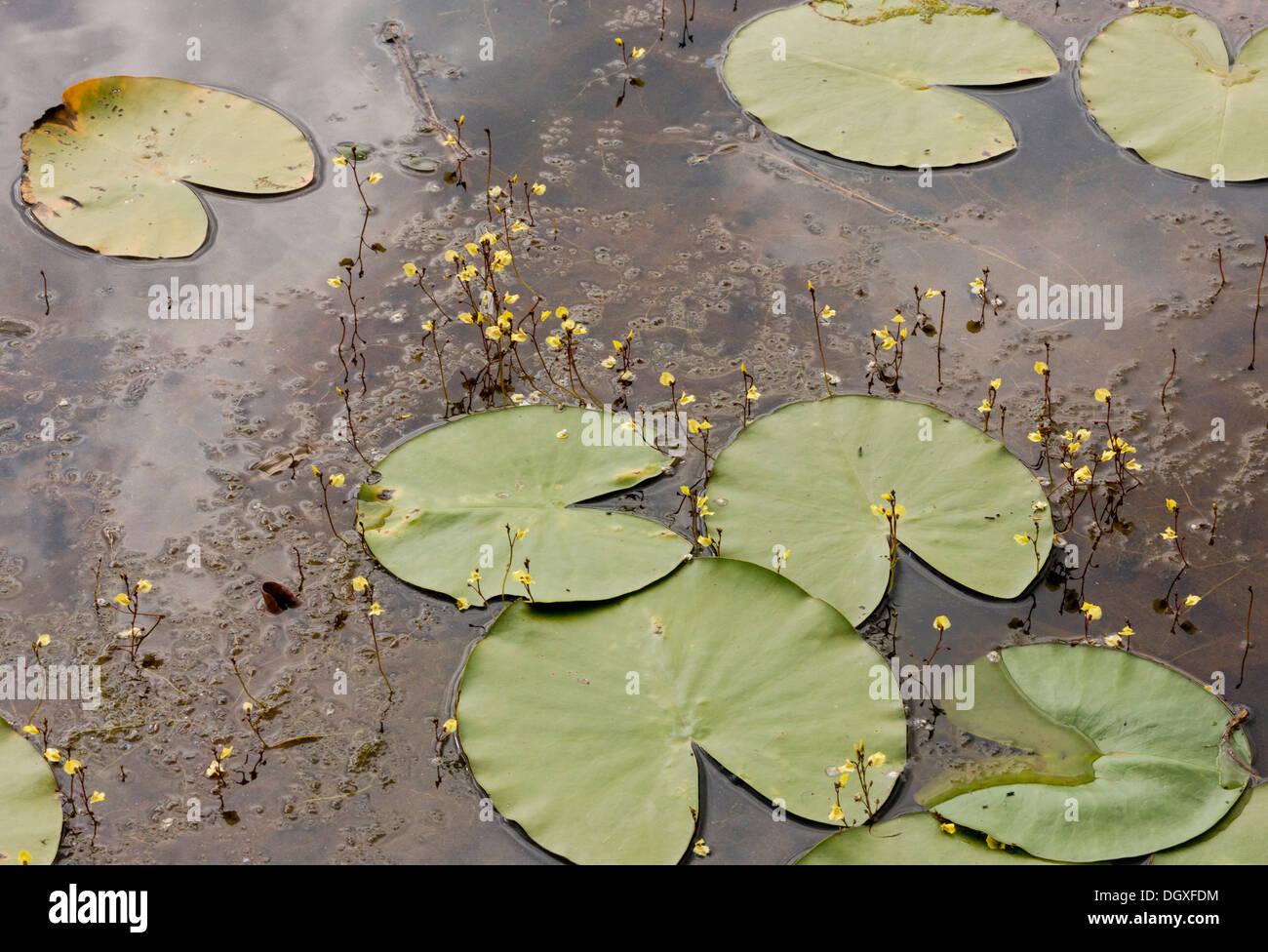 Lesser Bladderwort, Utricularia minor in flower among white water-lily ...